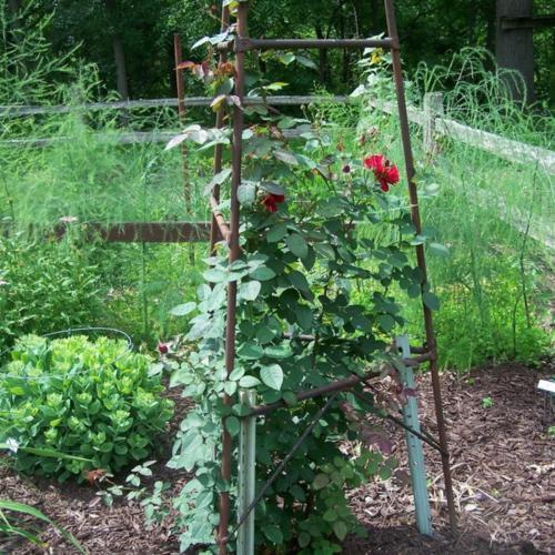 Rose (Rosa 'Ramblin' Red') in the Roses Database - Garden.org