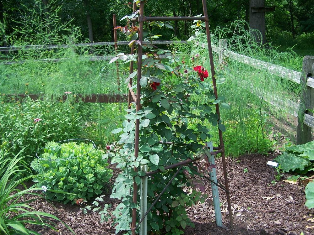 Rose (Rosa 'Ramblin' Red') in the Roses Database - Garden.org