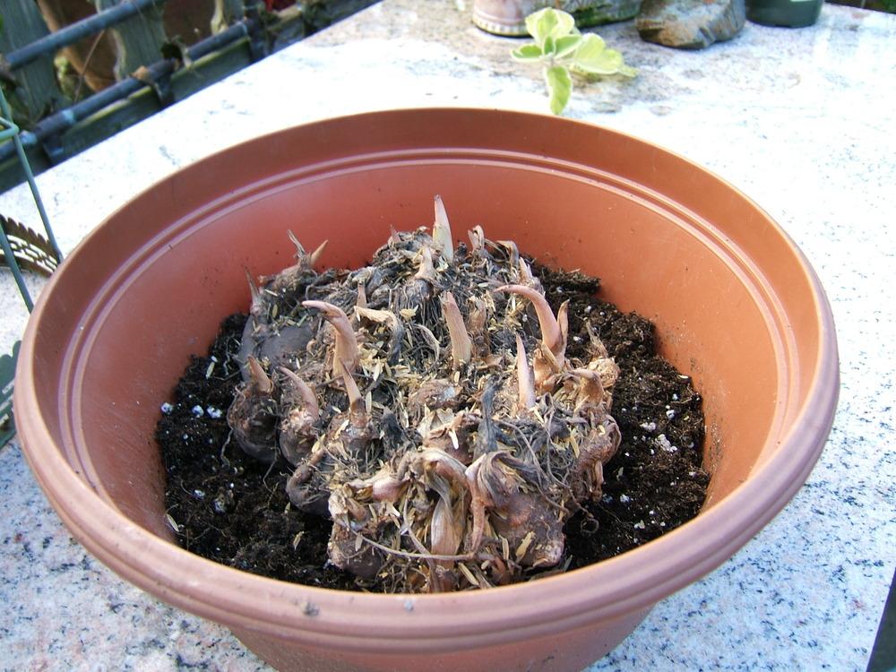 Photo of the bulb of Fancy-Leaf Caladium (Caladium 'Grey Ghost') posted ...