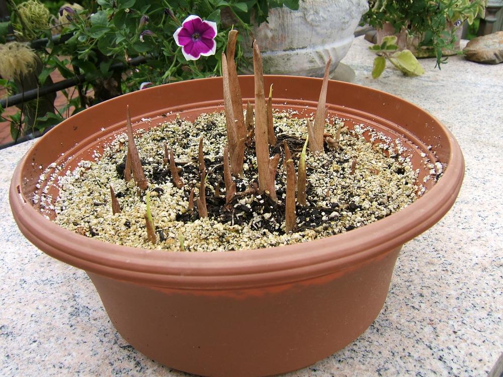Photo of the emerging growth of Fancy-Leaf Caladium (Caladium 'Grey ...