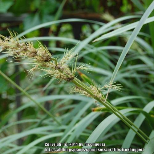 Dwarf Mat Rush (Lomandra longifolia 'Gary's Dwarf') - Garden.org