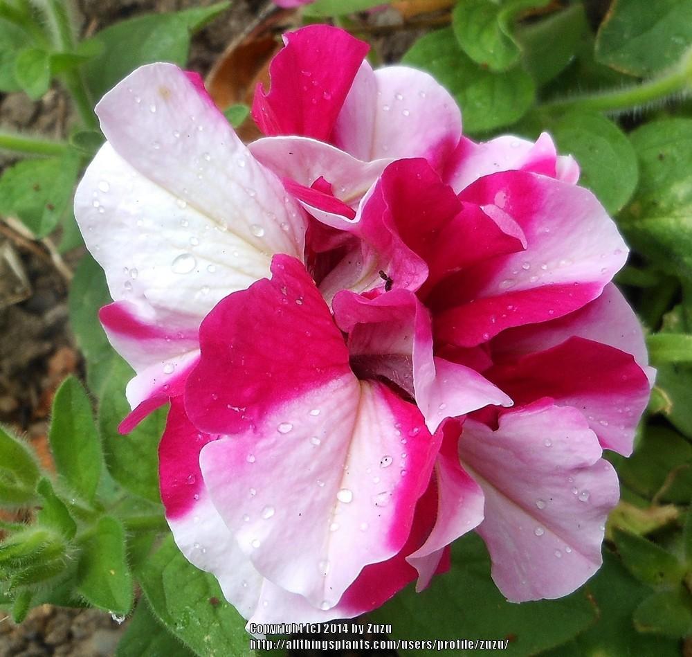 Petunias: Plant Care and Collection of Varieties - Garden.org