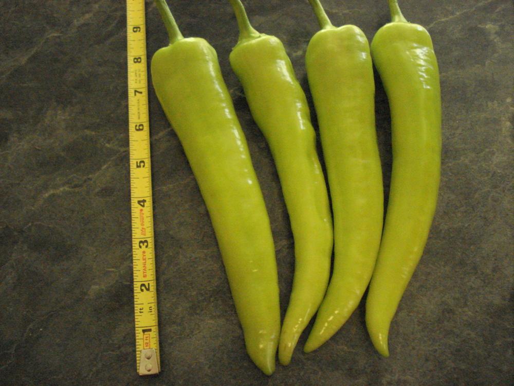 Hot Pepper (Capsicum annuum 'Inferno') in the Peppers Database - Garden.org