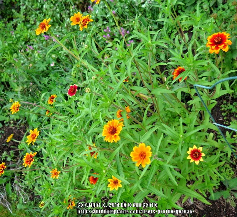 Mexican Zinnia (Zinnia haageana 'Persian Carpet') - Garden.org