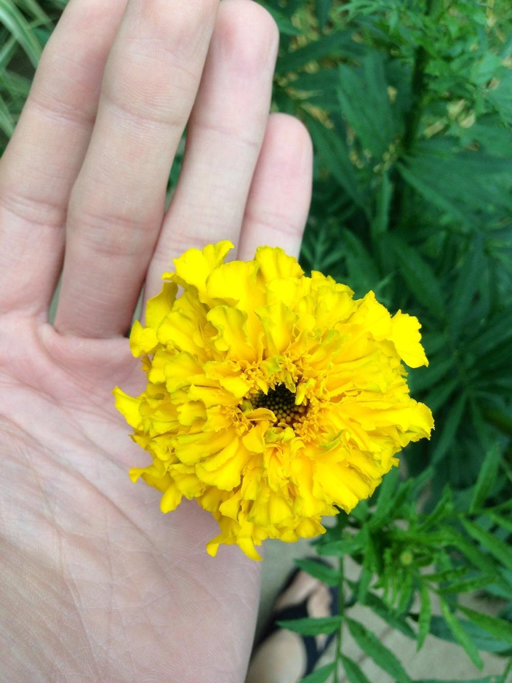 Irradiated Marigolds, monster flowers in the Annuals forum - Garden.org