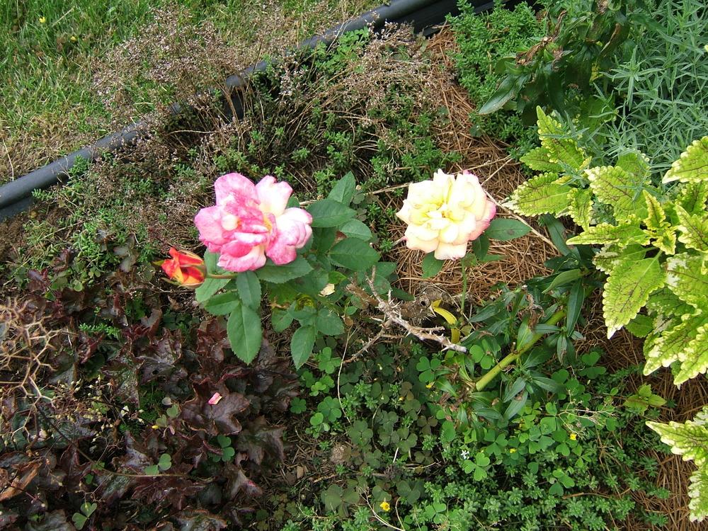 Photo of the closeup of buds, sepals and receptacles of Floribunda Rose ...