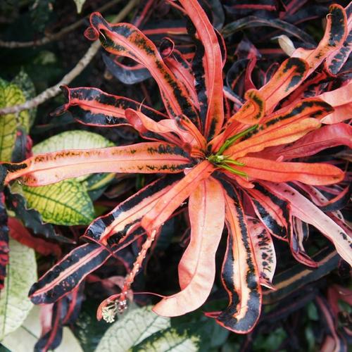 Croton (Codiaeum variegatum 'Finger Fire') in the Crotons Database ...