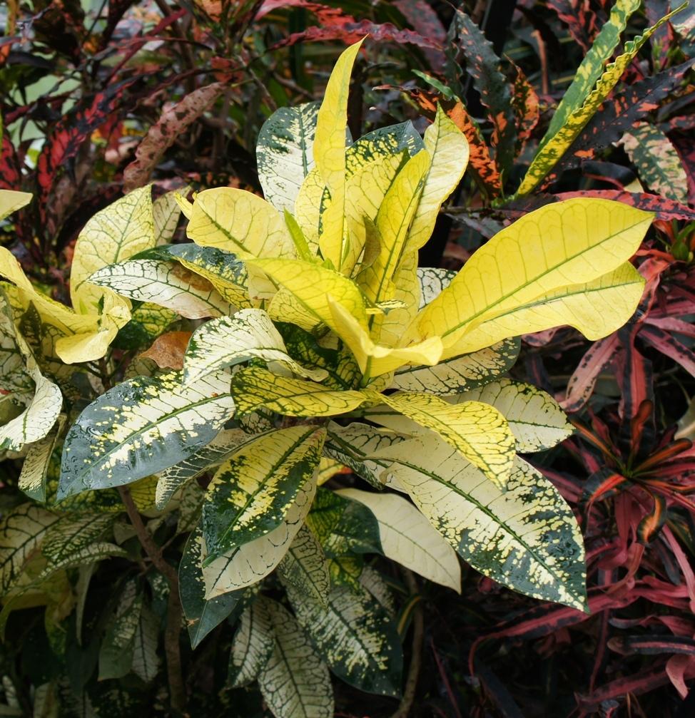 Photo of the leaves of Croton (Codiaeum variegatum 'Yellow Iceton ...