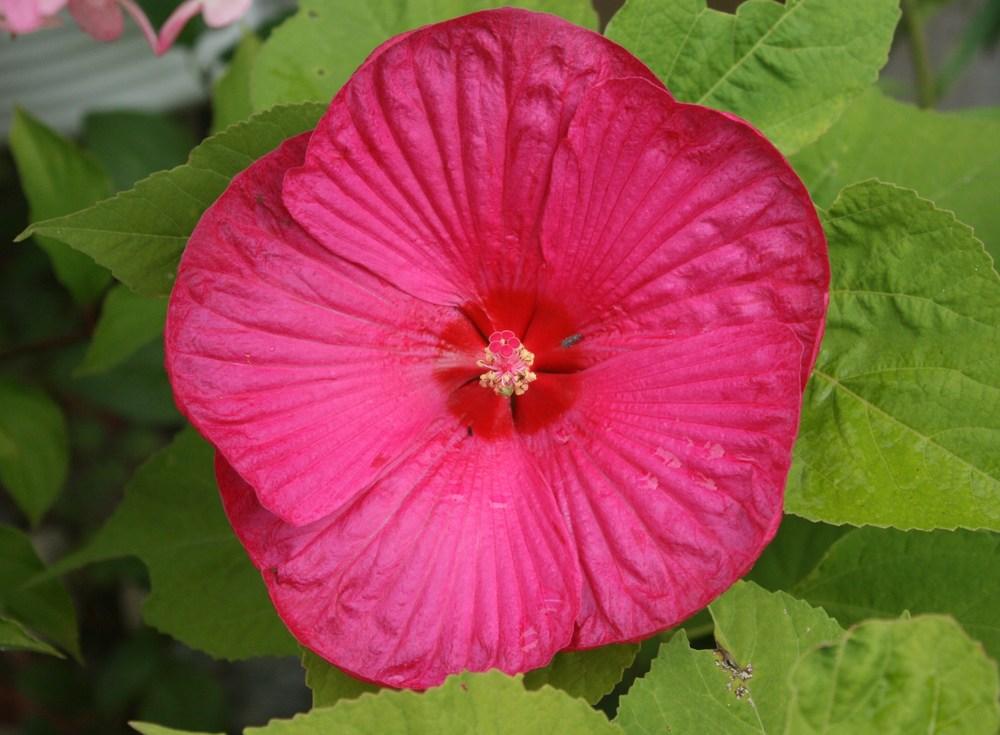 Hibiscus: Plant Care and Collection of Varieties - Garden.org
