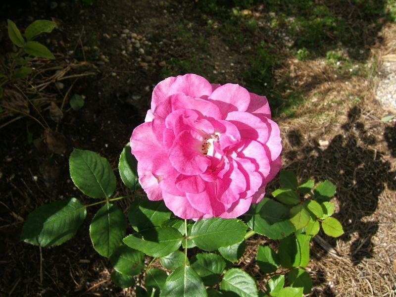 Rose (Rosa 'Sweet Intoxication') in the Roses Database - Garden.org