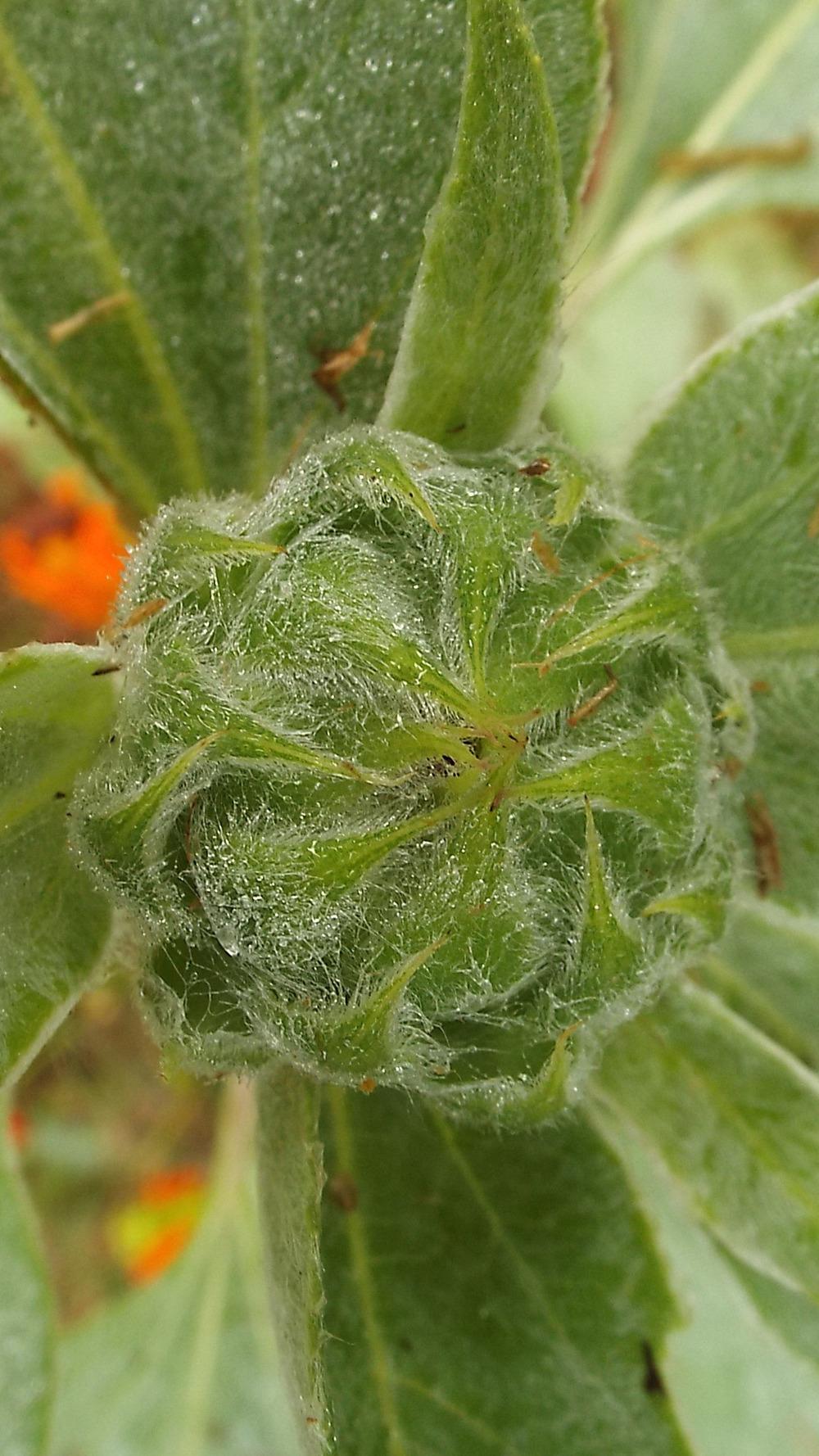 Photo of the closeup of buds, sepals and receptacles of Silverleaf ...