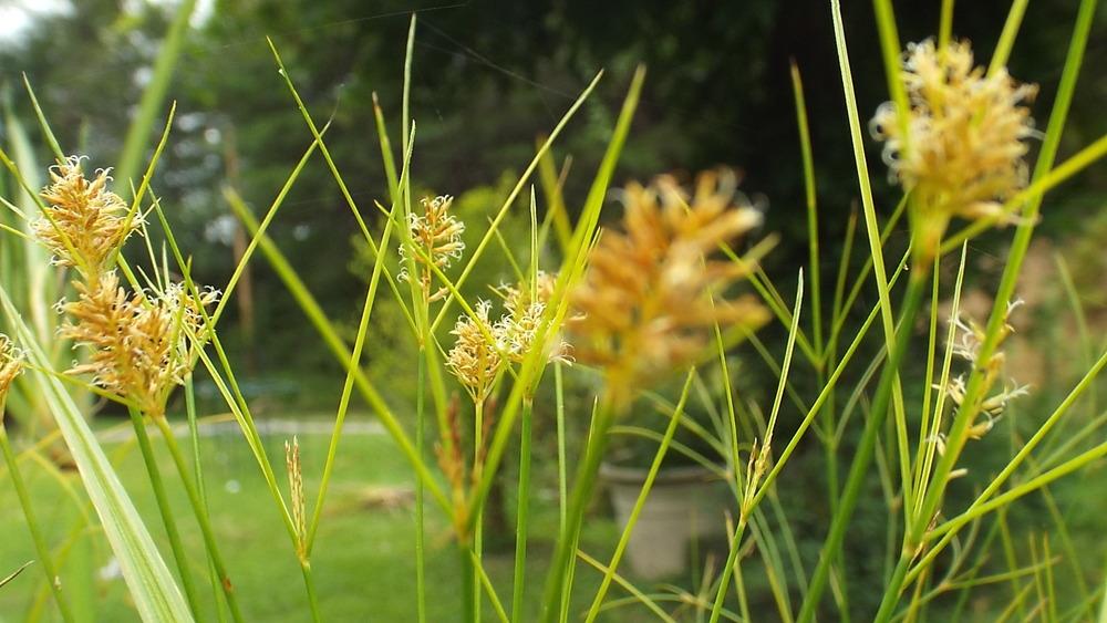 Photo of the seed pods or heads of Papyrus (Cyperus papyrus) posted by ...
