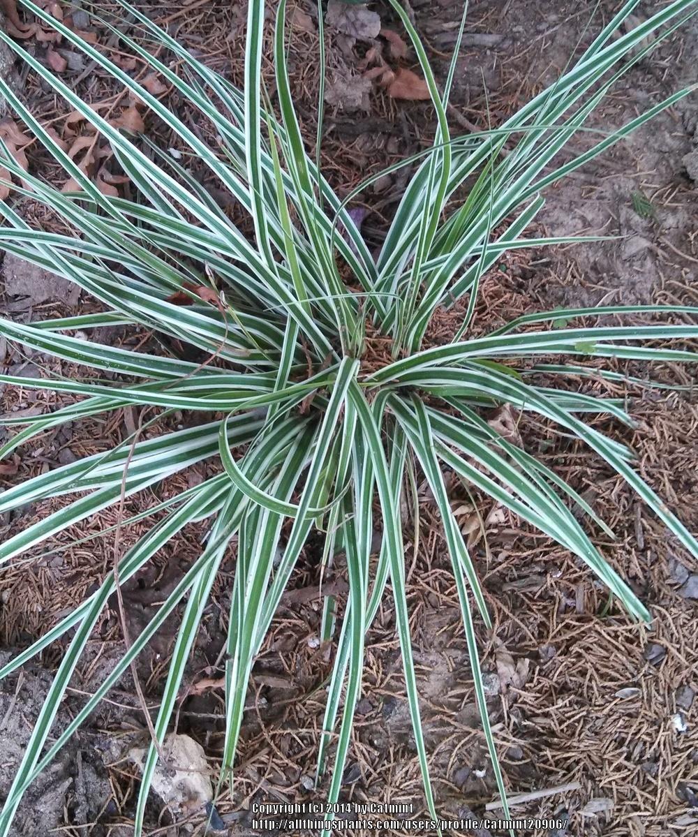 Photo of the entire plant of Sedge (Carex oshimensis EverColor® Everest ...