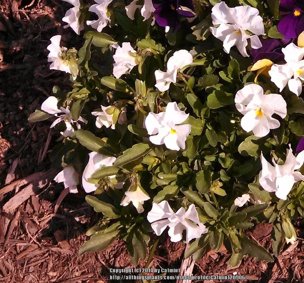 Violet (Viola cornuta Penny™ White) in the Violas Database - Garden.org