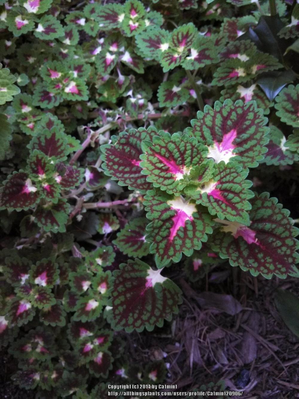 Photo of the leaves of Coleus (Coleus scutellarioides ColorBlaze ...