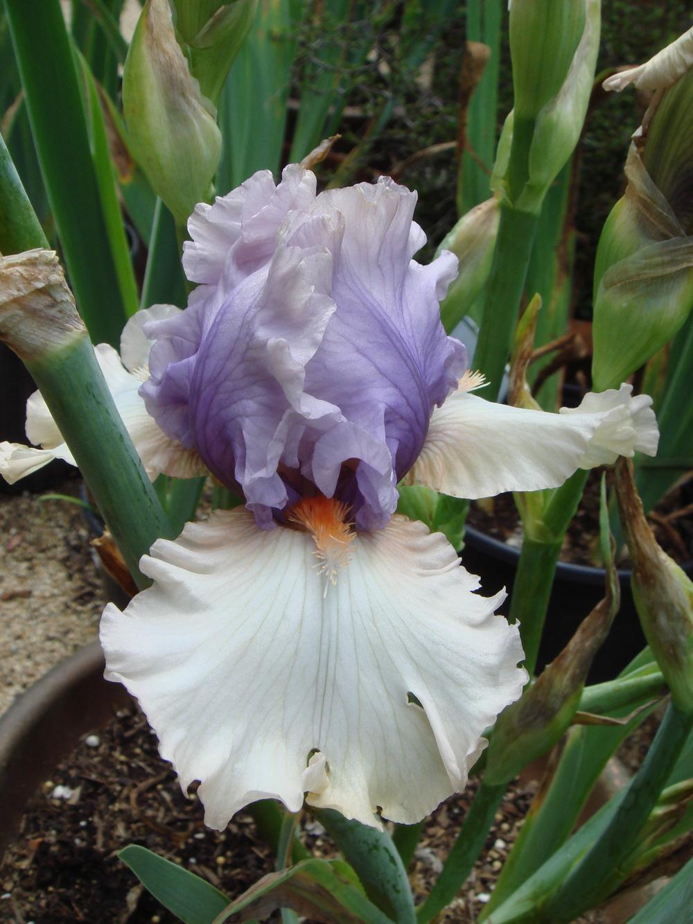 Tall Bearded Iris (Iris 'Back on Stage') in the Irises Database ...