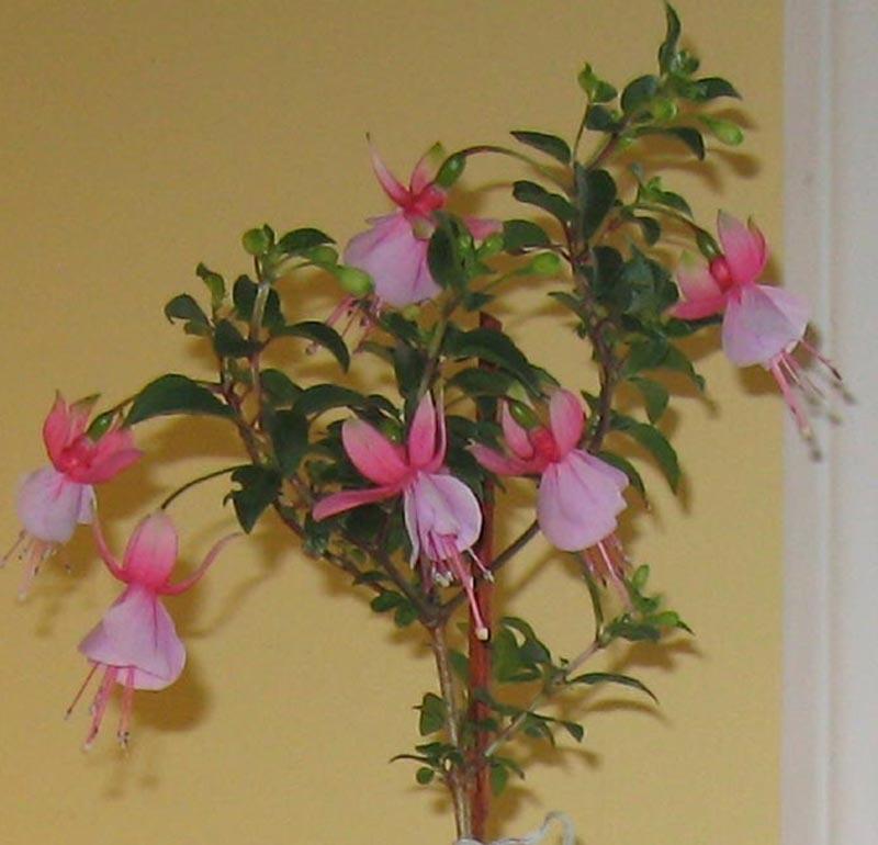 Fuchsias: Plant Care and Collection of Varieties - Garden.org