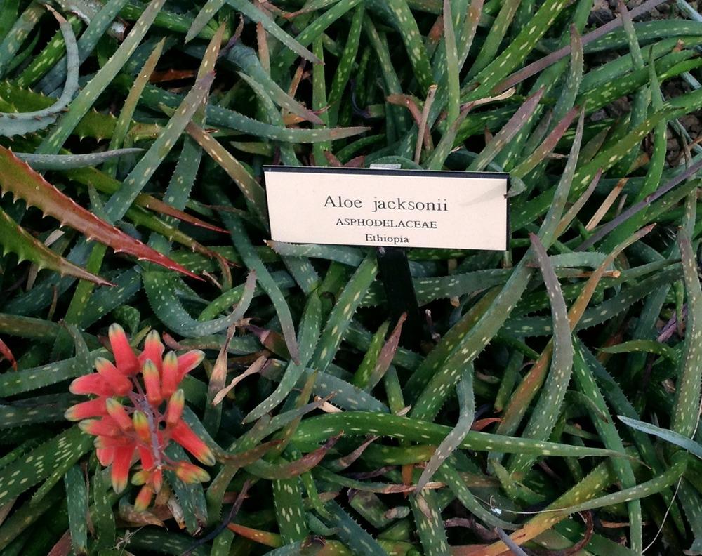Photo of the entire plant of Aloe (Aloe jacksonii) posted by bxncbx ...