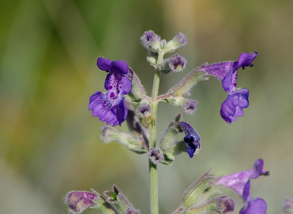 Catmints: Plant Care and Collection of Varieties - Garden.org