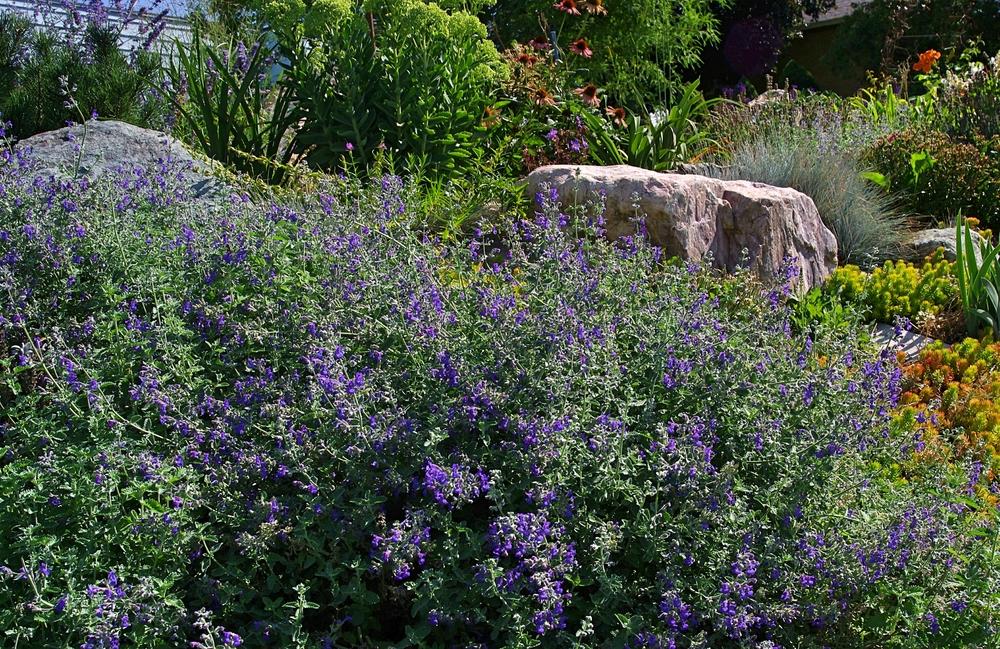 Catmints: Plant Care and Collection of Varieties - Garden.org