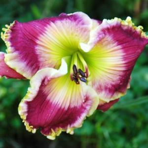 Daylily (Hemerocallis 'Indigo Ruffles') in the Daylilies Database ...