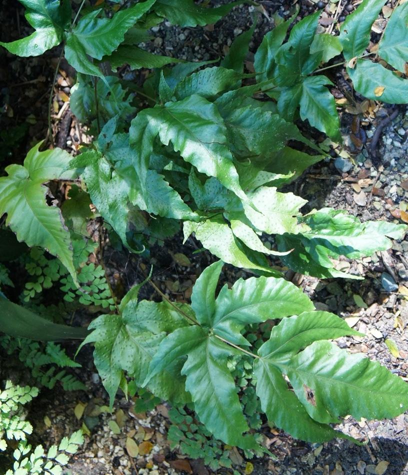 Broad Halberd Fern (Tectaria heracleifolia) - Garden.org