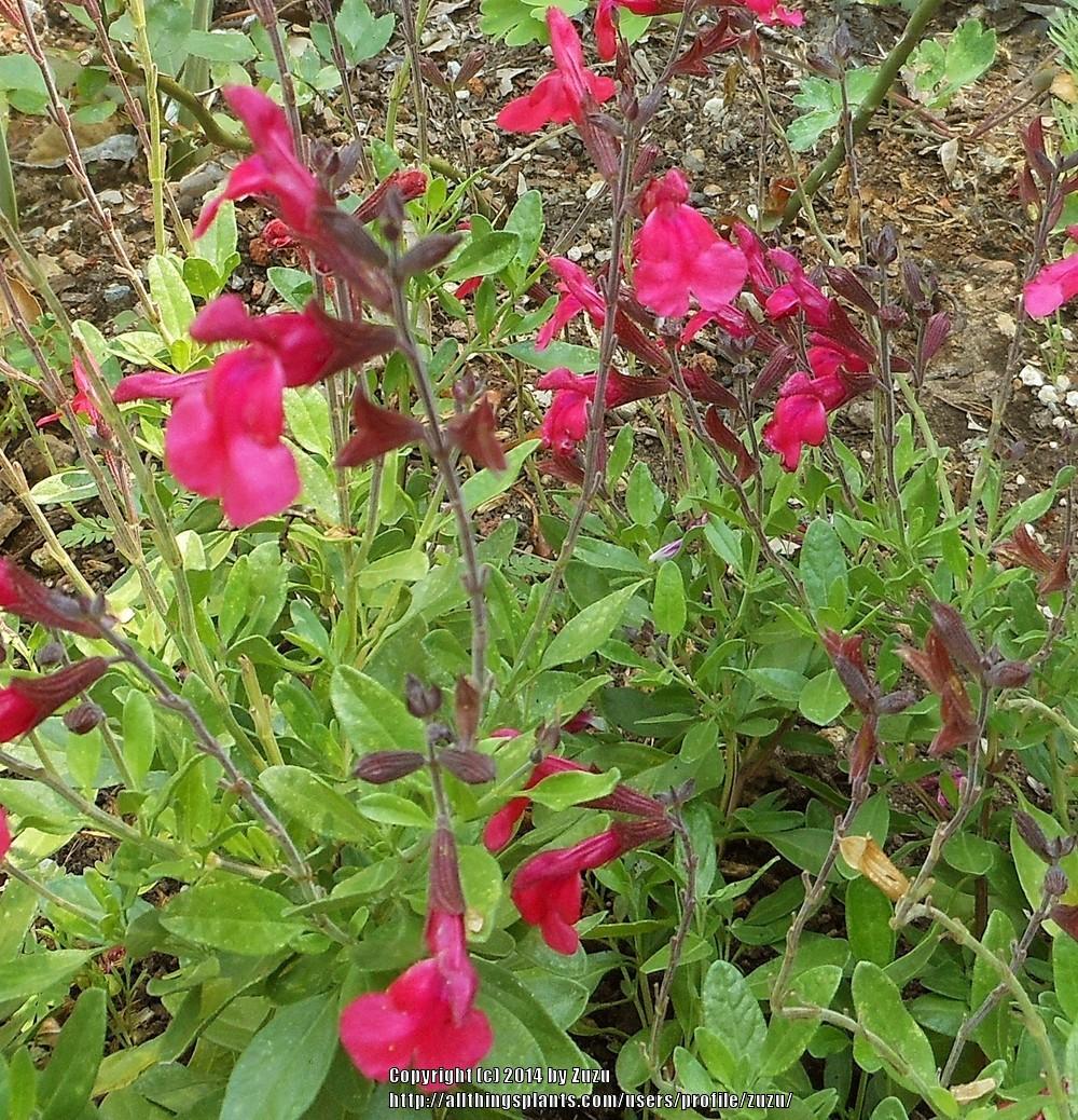 Baby Sage (Salvia microphylla 'Cerro Potosi') in the Salvias Database ...