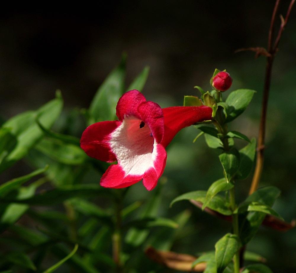 Beardtongue (Penstemon hartwegii 'Tubular Bells Red') in the Penstemons ...