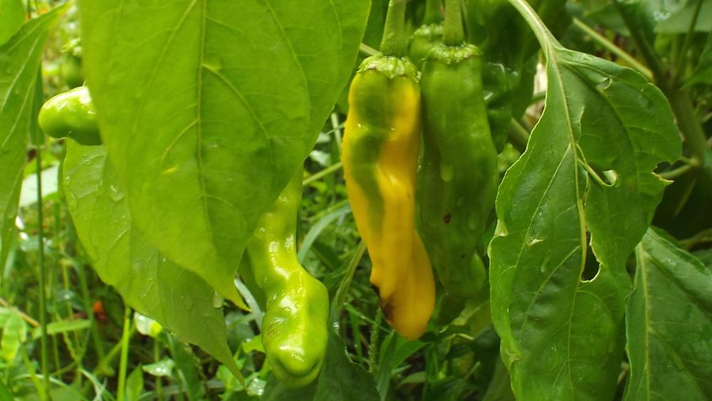Hot Pepper (Capsicum annuum 'Peter Pepper Yellow') in the Peppers ...