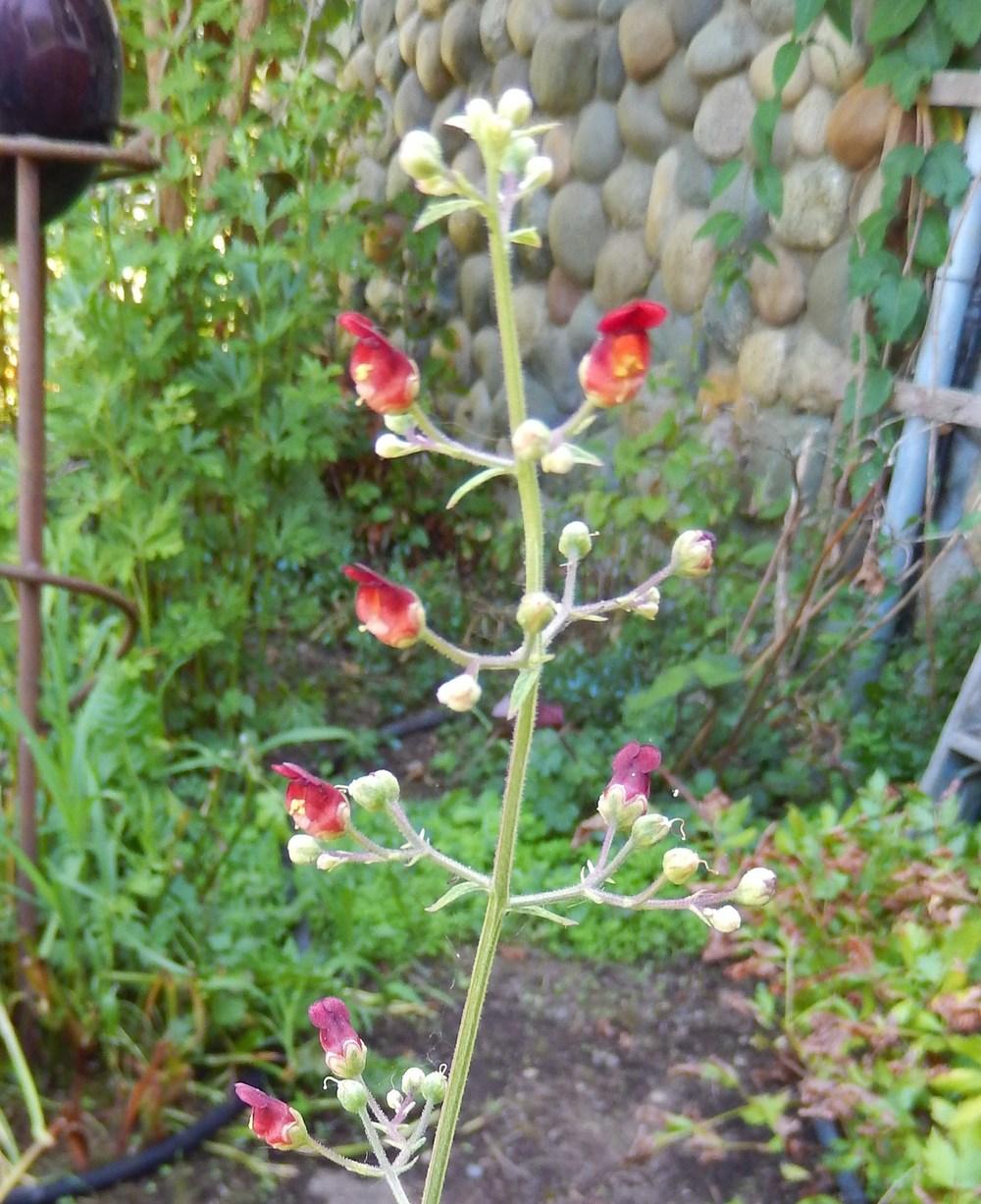 Photo of the bloom of Variegated Water Figwort (Scrophularia auriculata ...