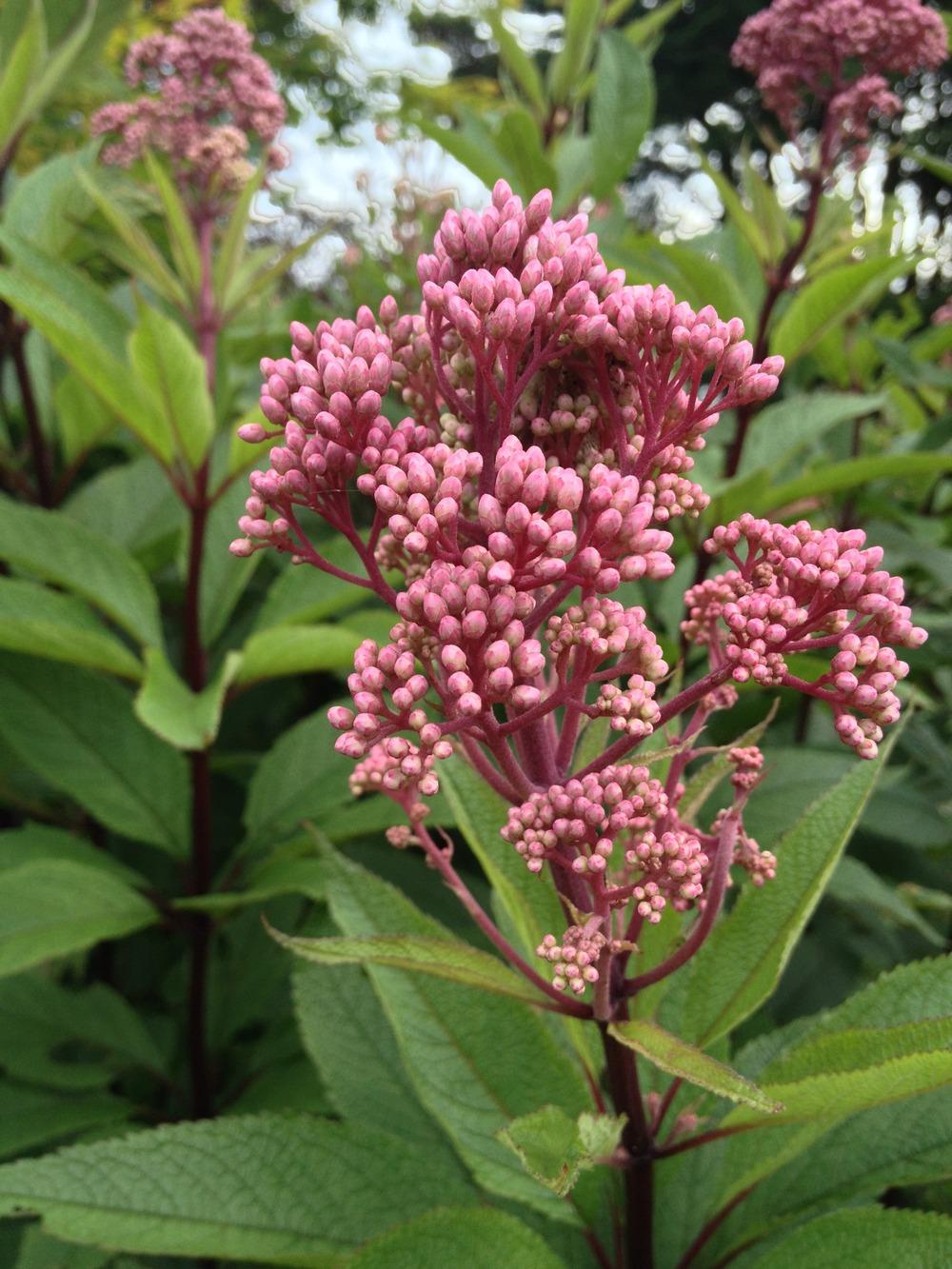 Joe Pye Weed: Plant Care and Collection of Varieties - Garden.org