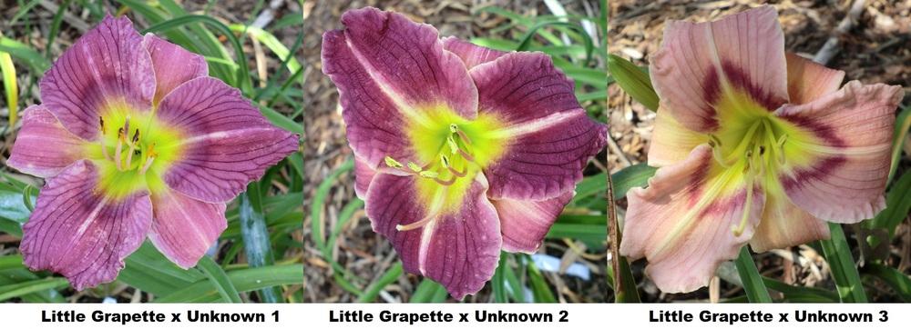 pictures of parent plants and offspring in the Daylilies forum - Garden.org