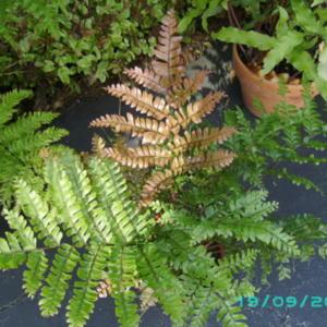 Mahogany Fern (Didymochlaena truncatula) - Garden.org