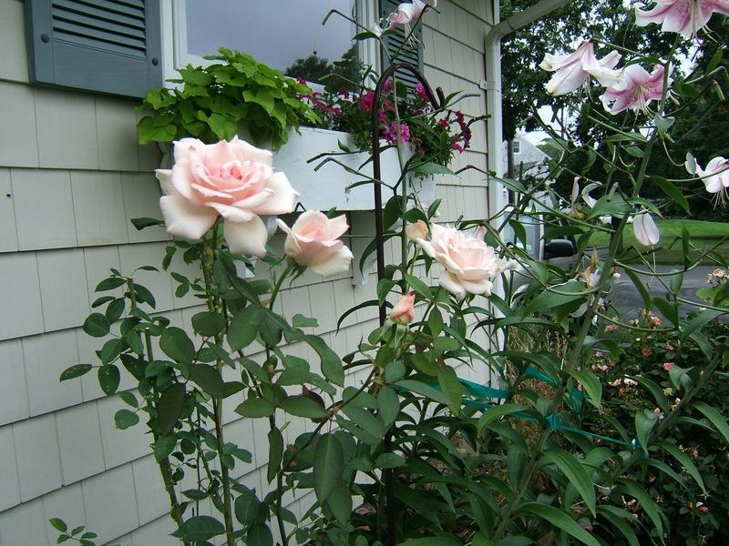 Photo of the leaves of Rose (Rosa 'Lagerfeld') posted by pirl - Garden.org