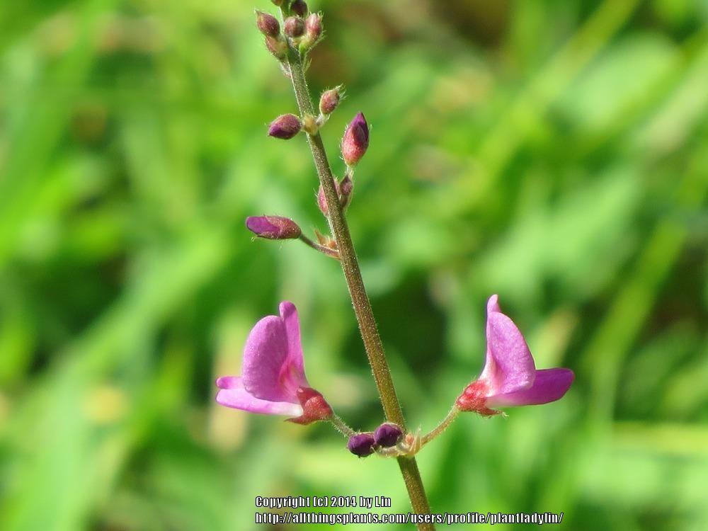 Creeping Tick Trefoil (Desmodium triflorum) - Garden.org