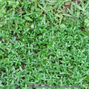 Virginia Buttonweed (Diodia virginiana) - Garden.org