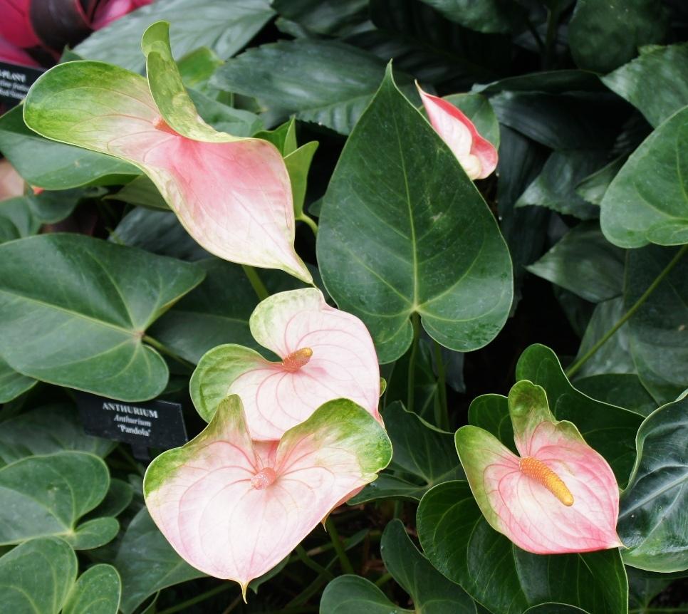 Anthuriums: Plant Care and Collection of Varieties - Garden.org