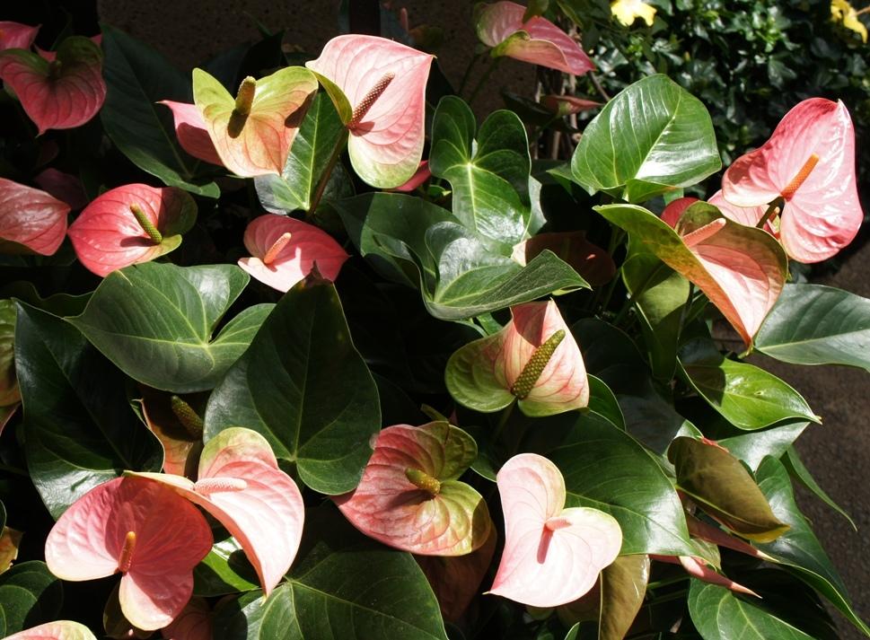 Photo of the bloom of Tail Flower (Anthurium Pandola®) posted by ...