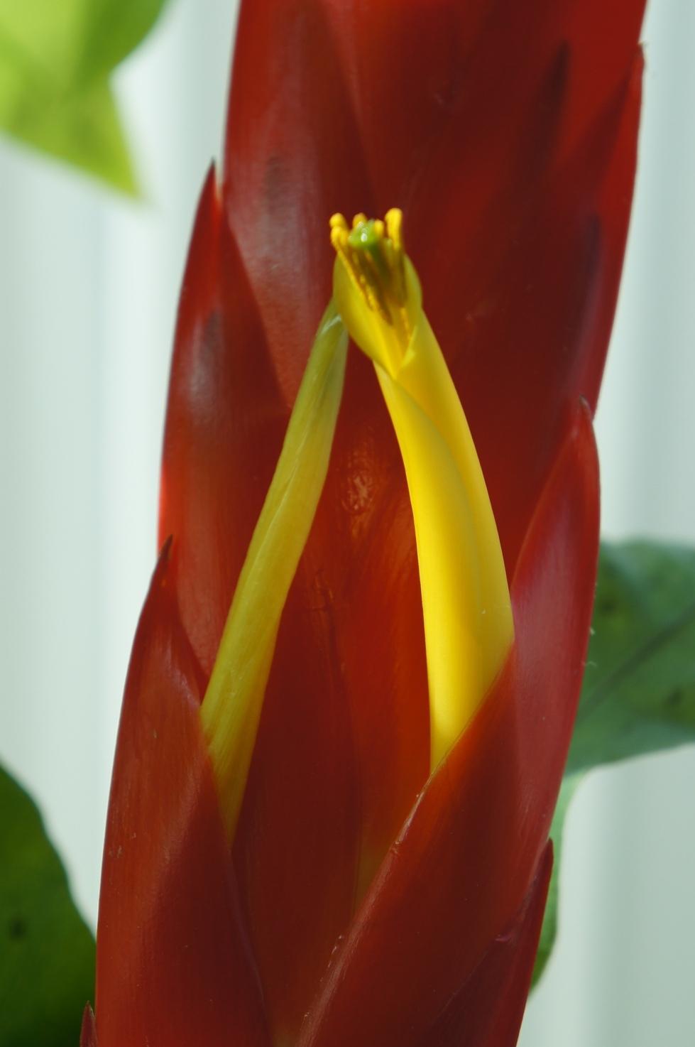 Photo of the bloom of Flaming Sword Bromeliad (Lutheria splendens ...