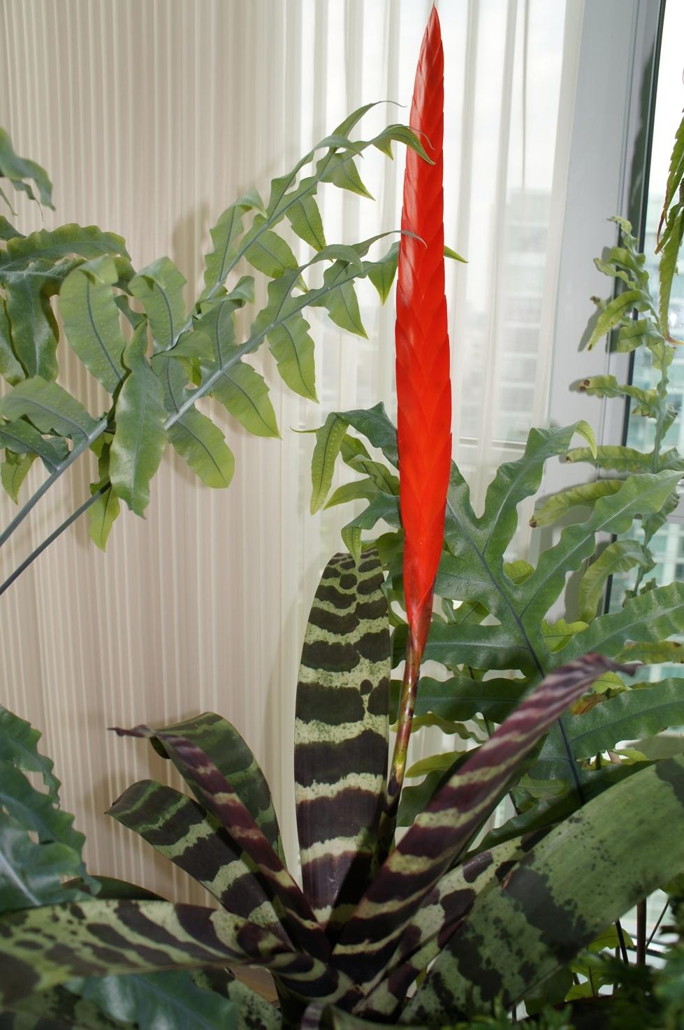 Photo of the entire plant of Flaming Sword Bromeliad (Lutheria ...