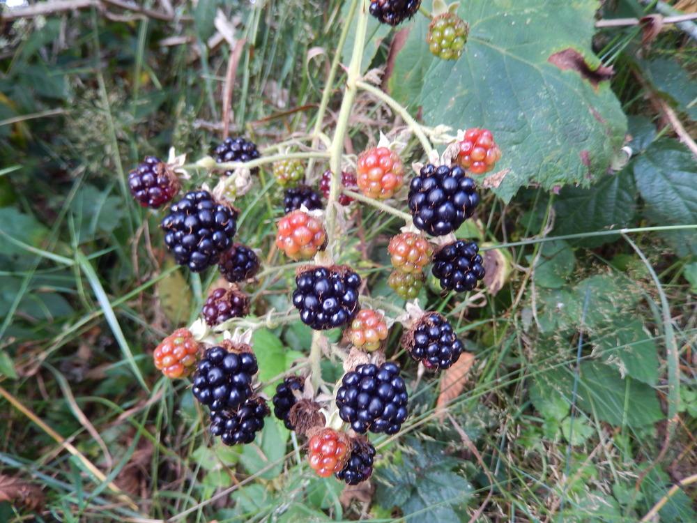 Photo of the fruit of Himalayan Blackberry (Rubus armeniacus) posted by ...