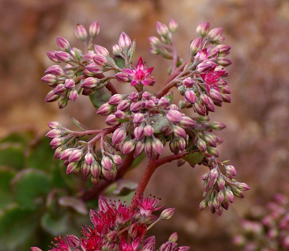Photo of the closeup of buds, sepals and receptacles of Cliff Stonecrop ...