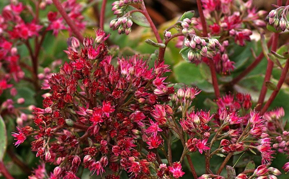 Cliff Stonecrop (Hylotelephium cauticola 'Ruby Glow') - Garden.org