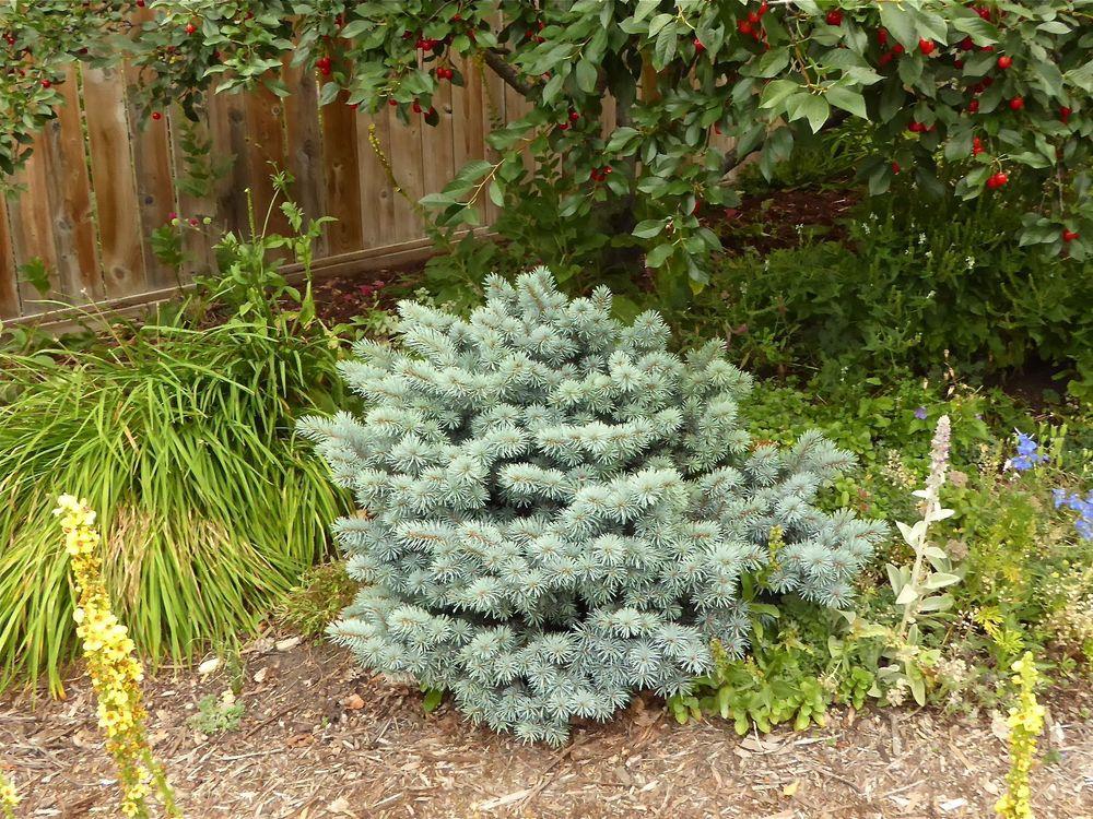 Blue Spruce (Picea pungens 'St. Mary's Broom') in the Spruces Database ...