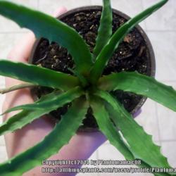 Aloe (Aloe prostrata) in the Aloes Database - Garden.org