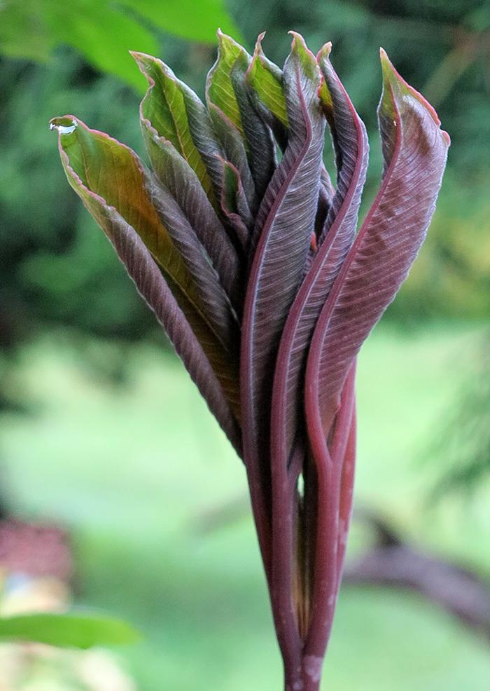 Amorphophallus: Plant Care and Collection of Varieties - Garden.org