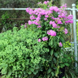 Stonecrop (Hylotelephium spectabile 'Autumn Fire') - Garden.org