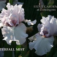 Tall Bearded Iris (Iris 'Waterfall Mist') in the Irises Database ...