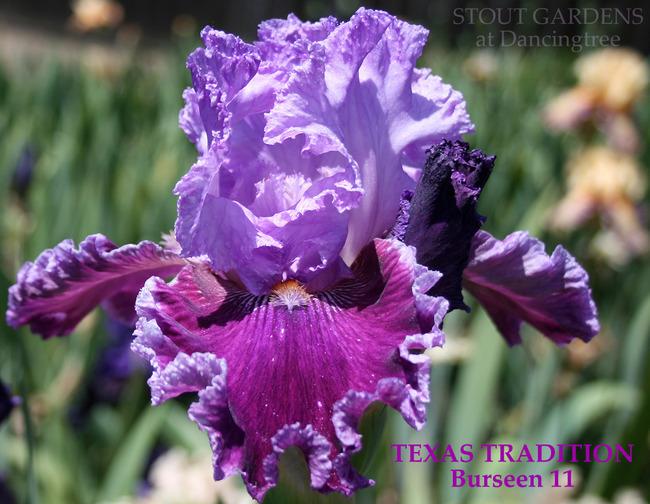 Tall Bearded Iris (Iris 'Texas Tradition') in the Irises Database ...