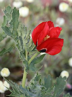 Photo of the bloom of Red Horned Poppy (Glaucium corniculatum) posted ...